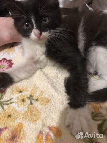 Котёнок Томми в добрые руки