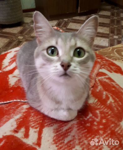 Кошечка Нюша ищет дом