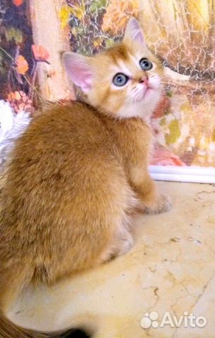 Шотландские котята