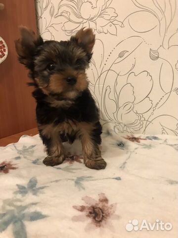 Продаю девочка и мальчика Йорики