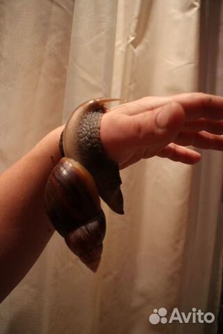 Улитки ахатины с подложкой из мха и подкормкой