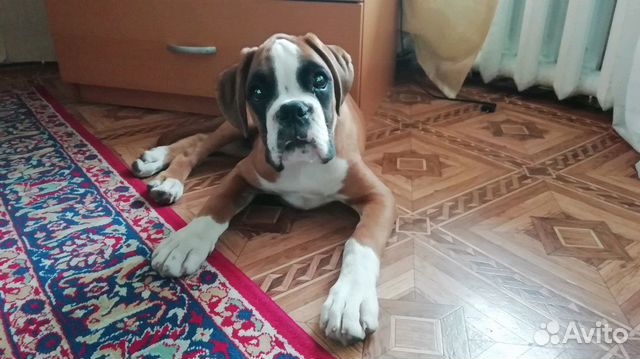 Щенок боксера мальчик