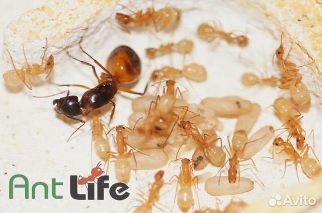 Camponotus turkestanus