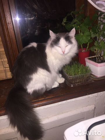 Кошка Муся в добрые руки