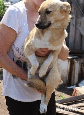 Собака, маленькая собачка для квартиры