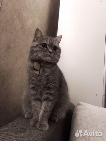 В добрые руки