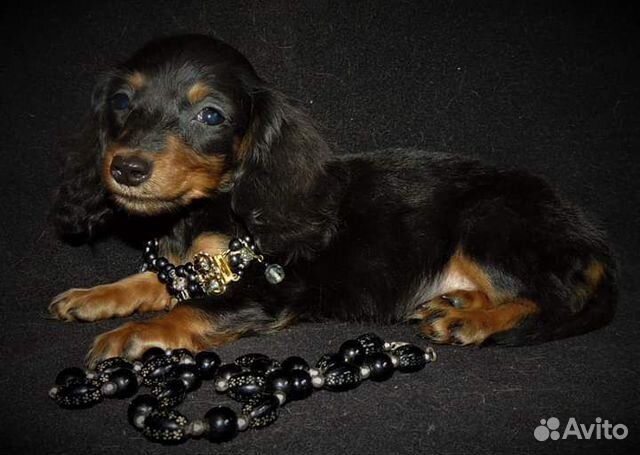 Девочка такса кроличья