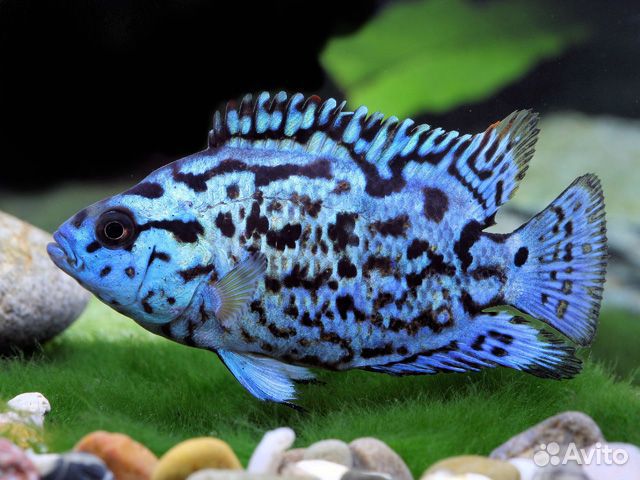 Цихлазома блю демпси