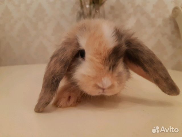 Крольчонок барашек вислоухий
