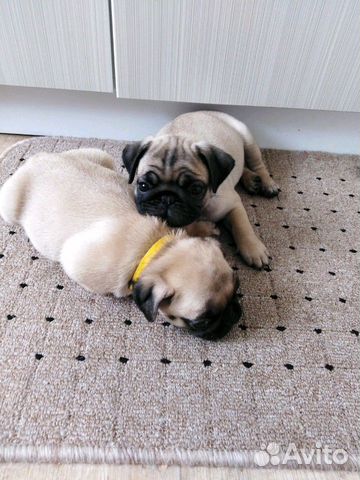 Щенки мопсики