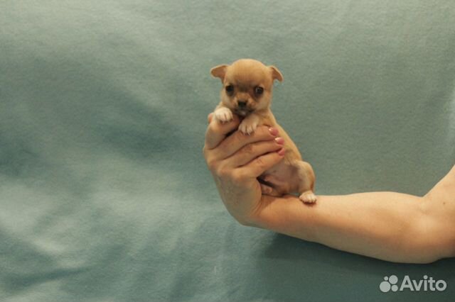 Чихуахуа. Мини-рыжики