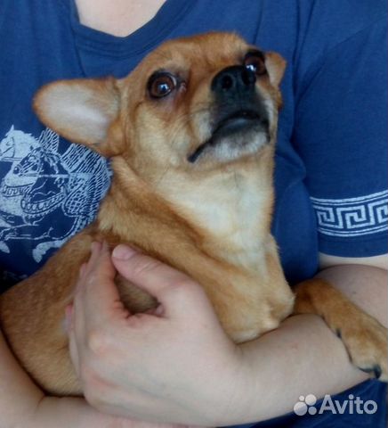 Помесь пинчера Тобик ищет дом