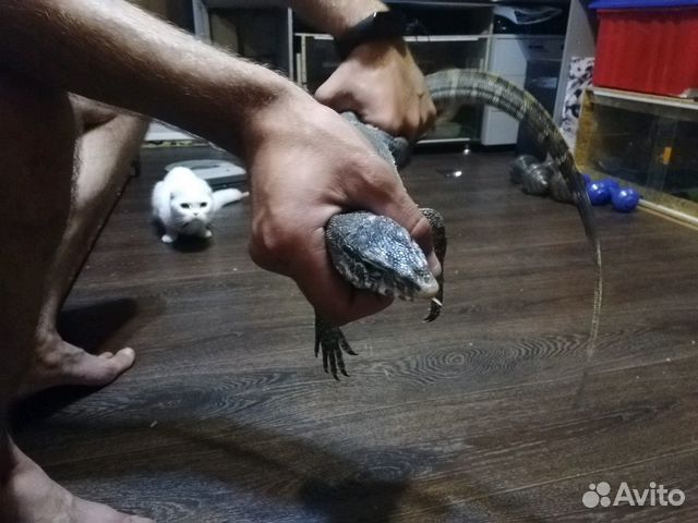 Варан Сальватор (крокодиловый)