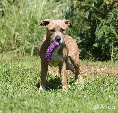Ам.стафф.терьера подрощенная девочка