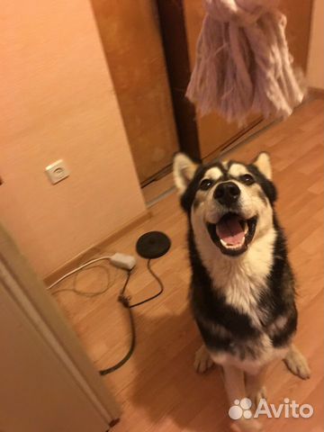 Хаски Лео ищет семью