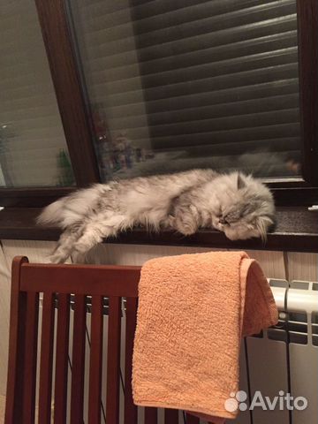 Ищу кота для вязки