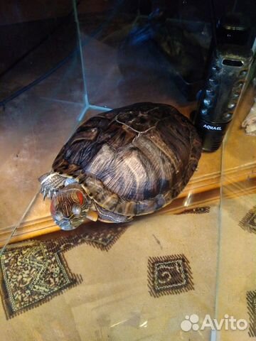 Красноухая черепаха