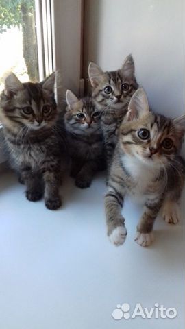 Сибирские котята