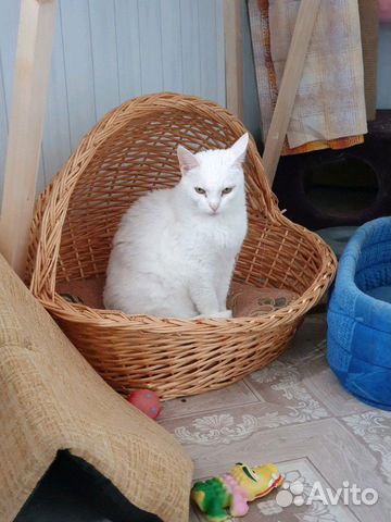 Василиса хочет домой