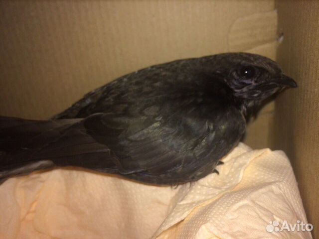 Птица стриж