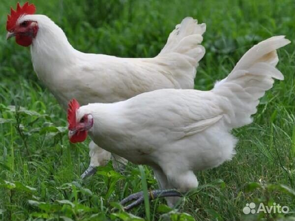 Петух Бресс Гальский