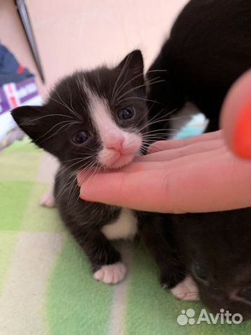 Котики в хорошие руки