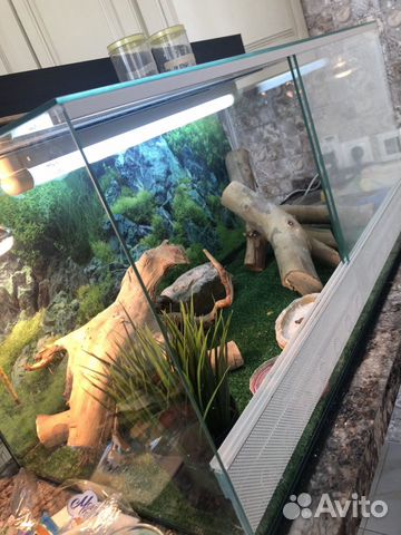 Бородатая агама