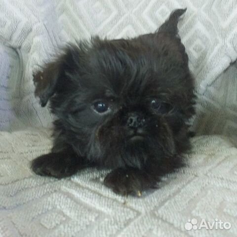 Щенки мальчики бельгийского гриффона 2 месяца