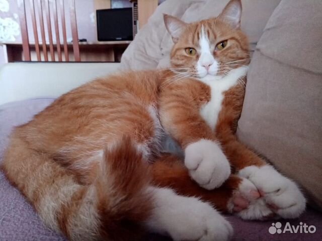 Котик 1.5 года