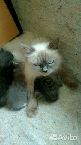 Котята от Невской маскарадной кошечки