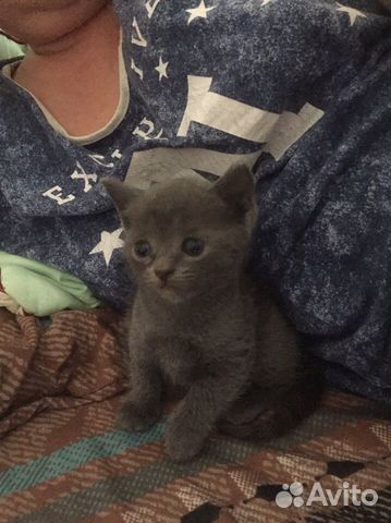 Русская голубая кошечка