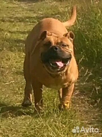 Ожидается помёт Ка де бо