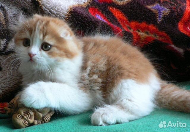 Шотландская кошечка