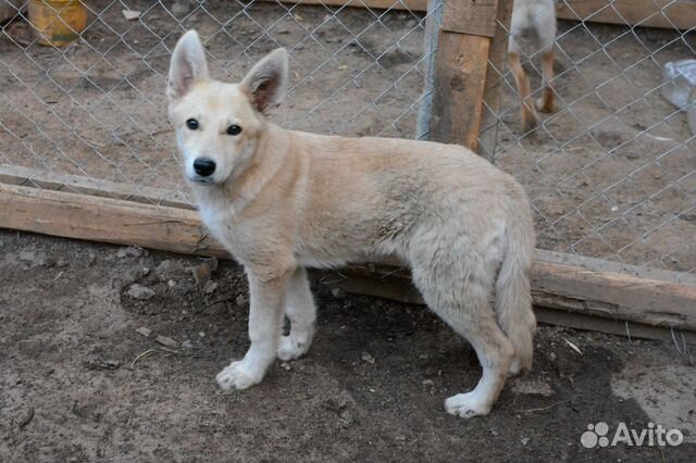 Шикарную метиску лайки в дар