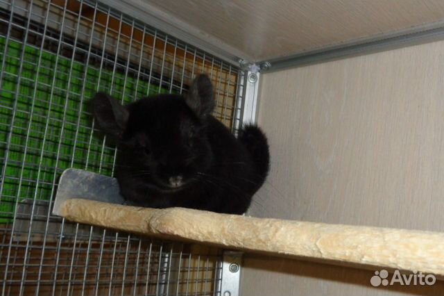 Шиншилла девочка экстра тёмная с родословной