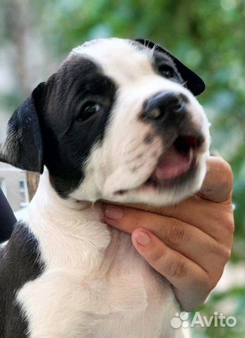 Девочка амстаффтерьера от шикарных родителей