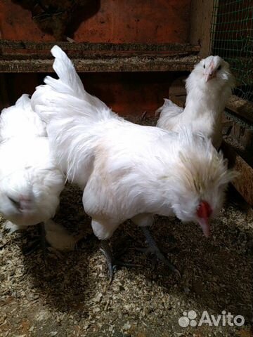 Амераукана+ кит.шелковой/молодая семья