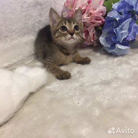 Котёнок с прививками и ветеринарным паспортом