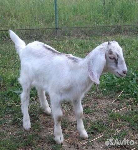 Нубийские козочки