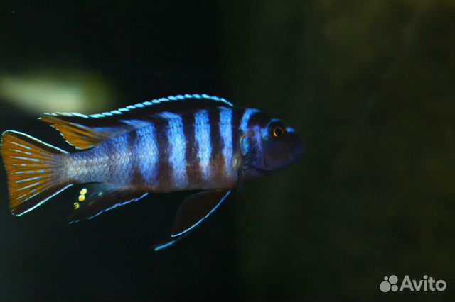 Мпанга 5 штук