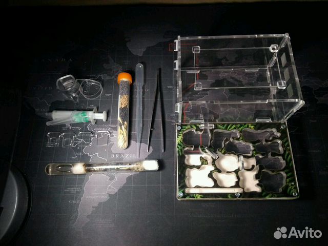 Набор: Муравьиная Ферма + муравьи Messor Structor