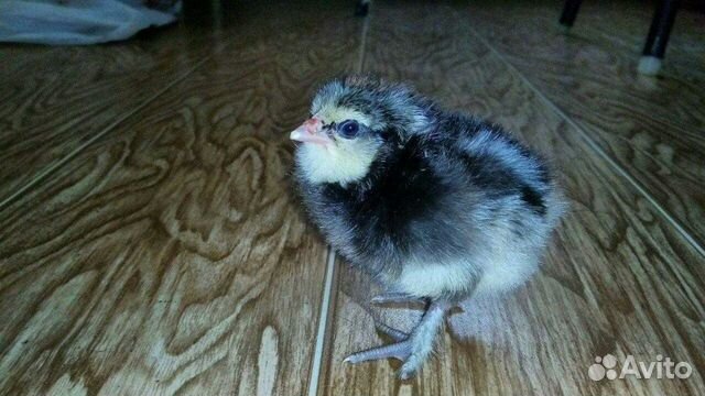 Цыплята суточные