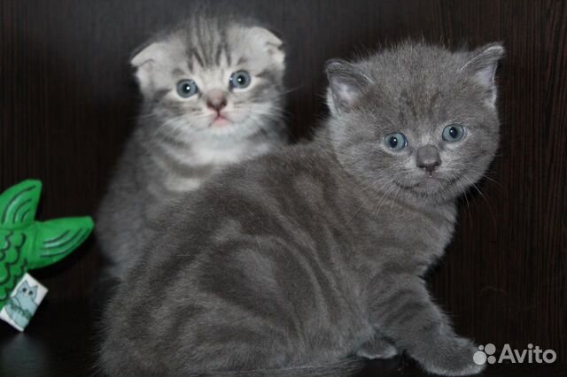Шотландские "Scottish Fold / Straight"