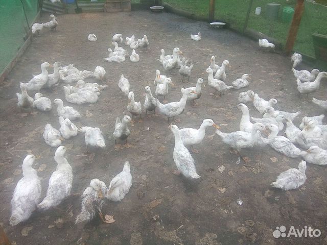 Утки пекинские