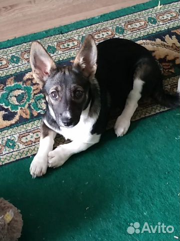 Щенок в добрые руки