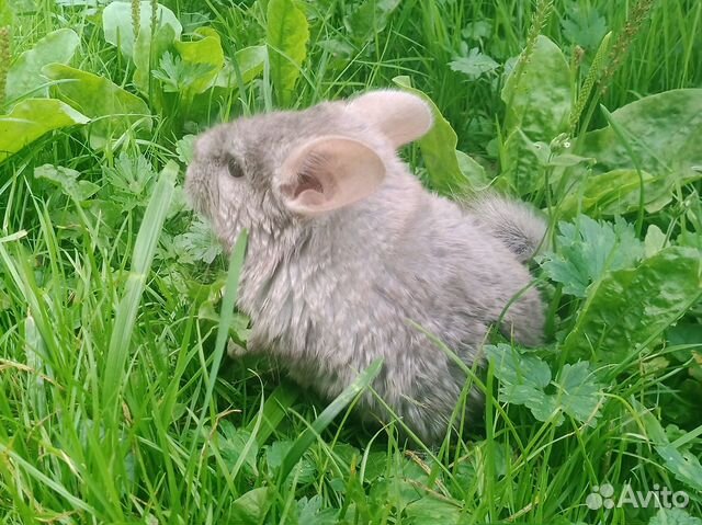 Шиншилла, самец, 4 мес., пастель средняя, нкпа