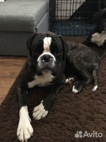 Щенок боксера в дар