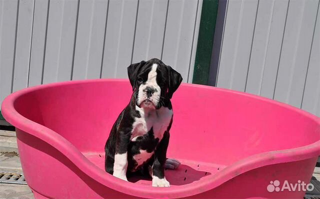 Боксер очаровшка