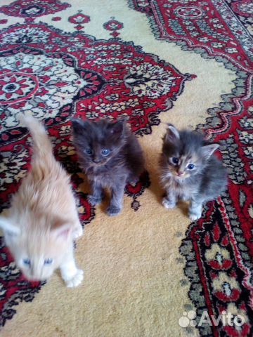 Котята мейн-кун