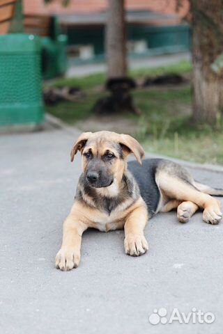 Щенята в добрые руки